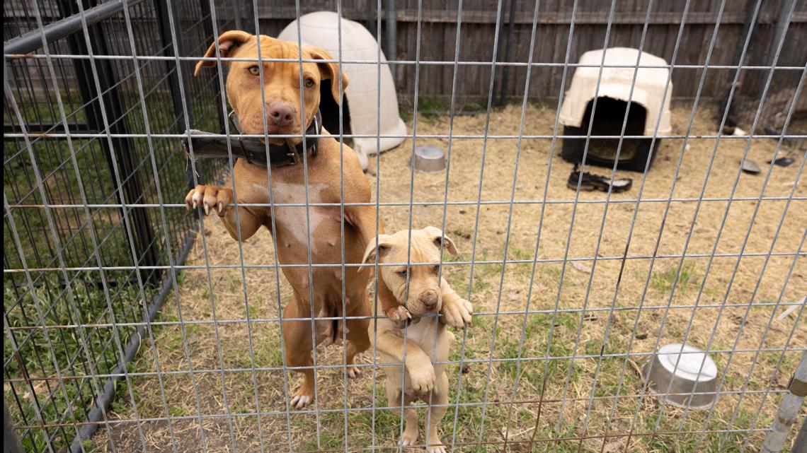Dallas Police rescue over 200 dogs, seize dozens of guns in dog ...