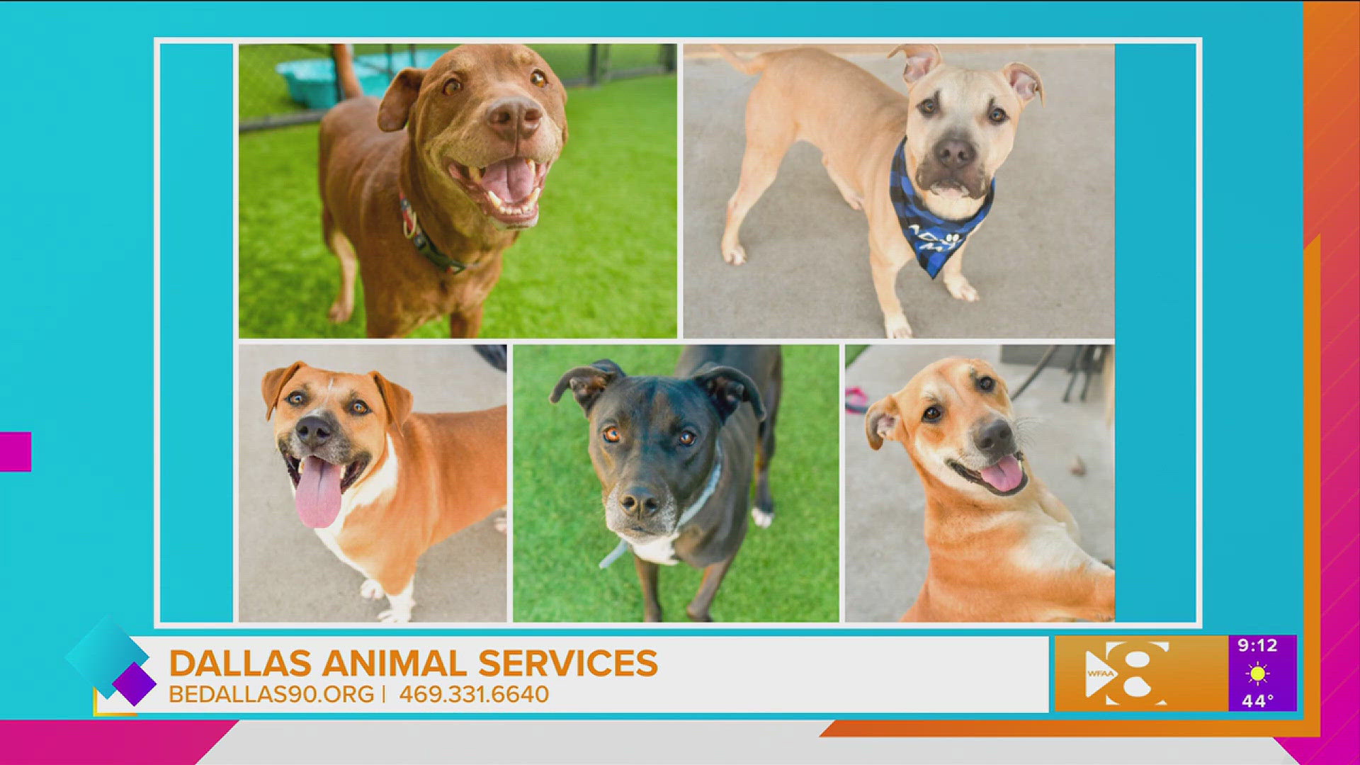 Overcoming Hurdles: Dallas Animal Services | wfaa.com