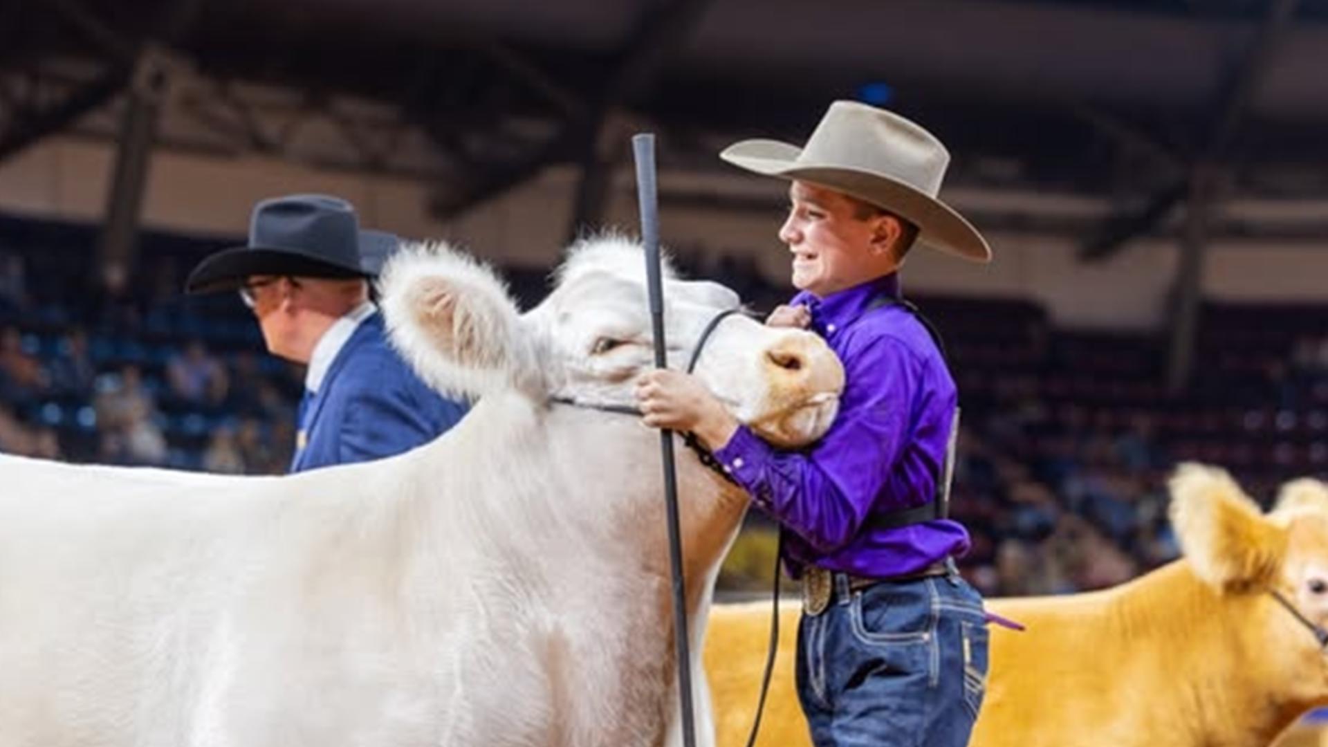2026 Grand Champion Steer 'White Castle' shatters auction record at ...