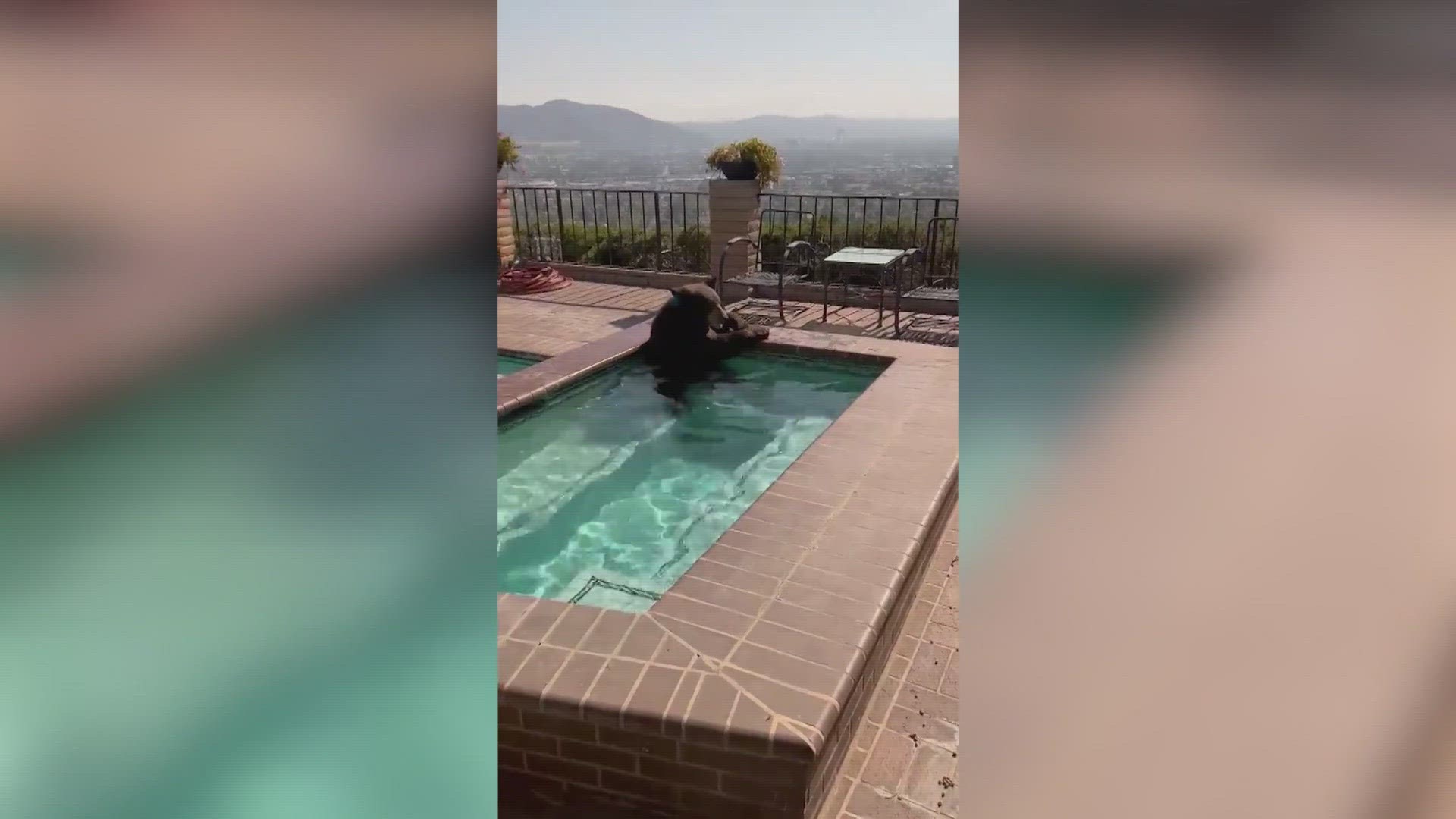 Bear spotted in Jacuzzi pool by Burbank, California police | wfaa.com