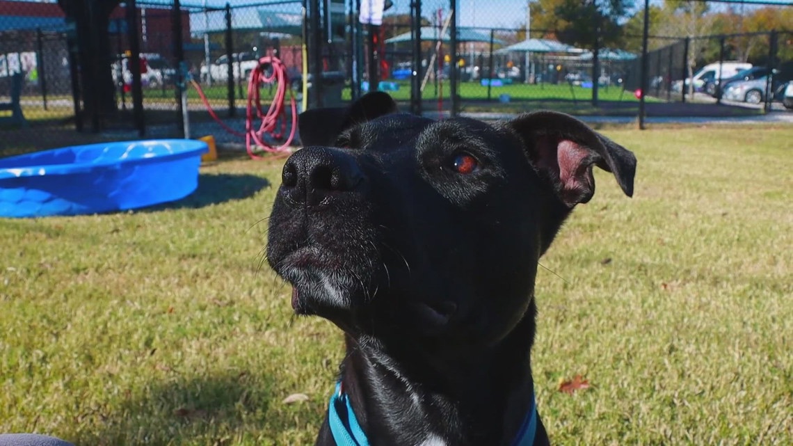 Tailwaggers: Meet Baxter | wfaa.com