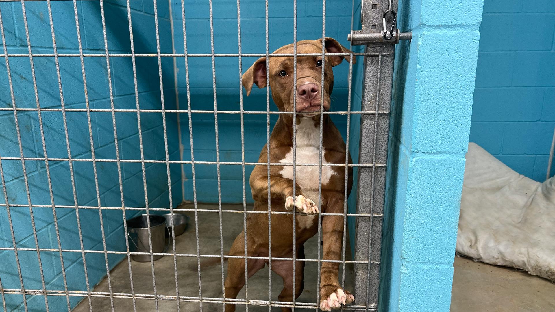 Animals displaced in North Texas storms moved to new shelter | wfaa.com