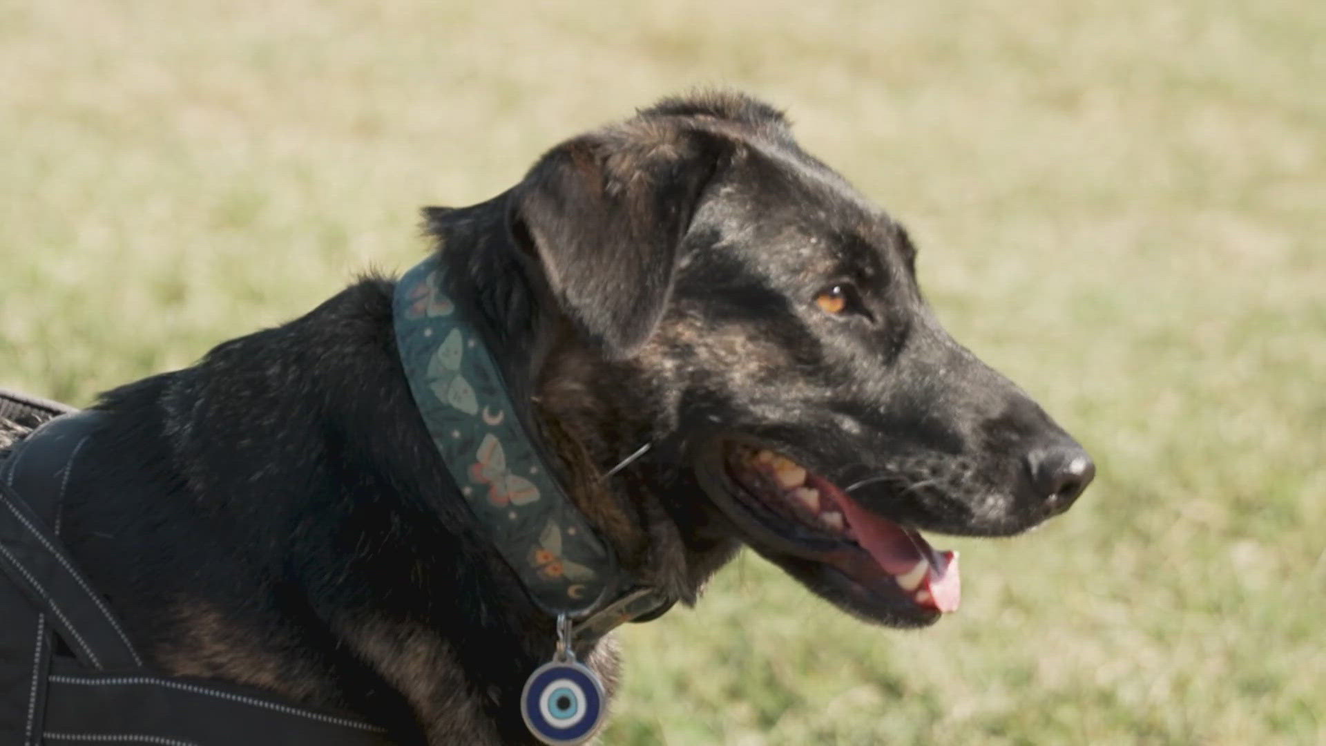 Frisco to launch public-private animal services facility, scheduled to ...