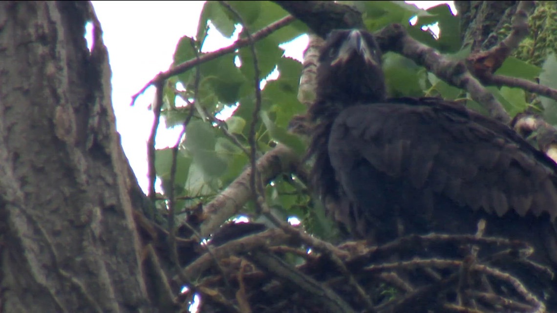 Dallas asks visitors to keep distance as White Rock Lake eaglets learn ...