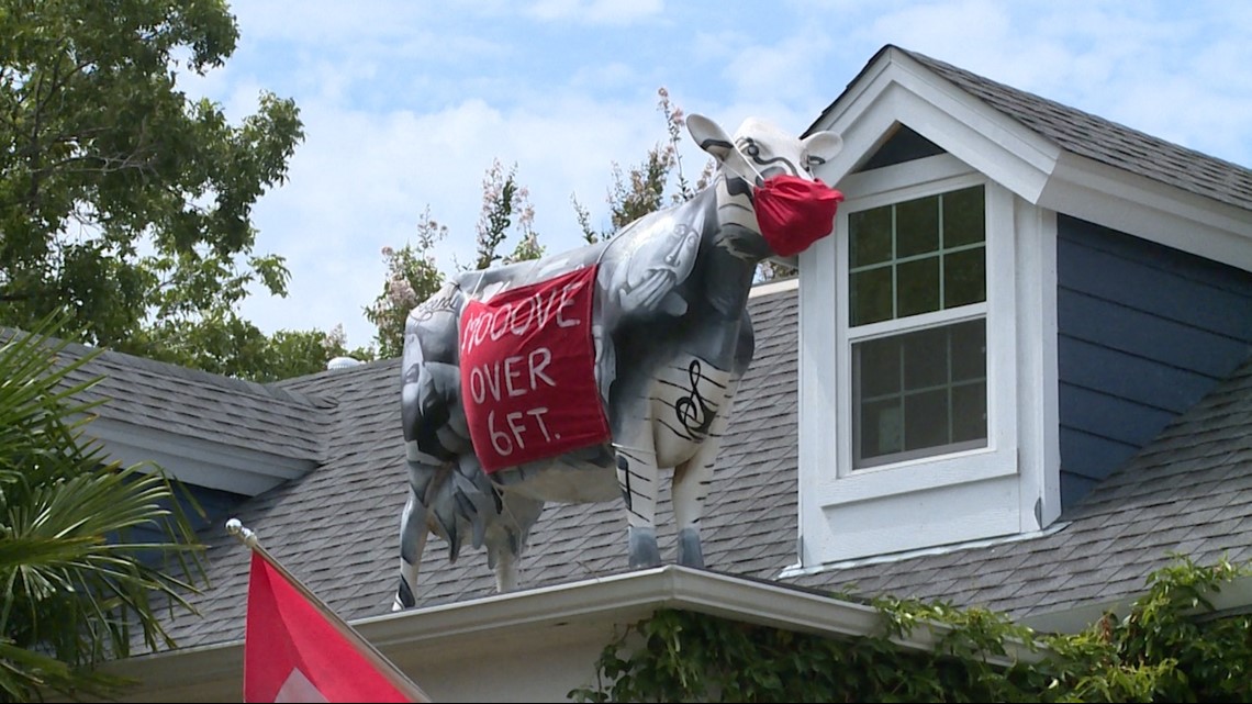 Udderly ridiculous: Rooftop cow sets a mask-wearing example for others ...