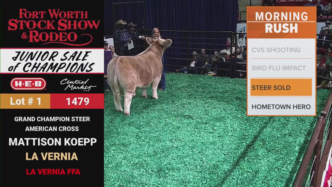 Fort Worth Stock Show & Rodeo grand champion steer 'Alley Cat' sells ...