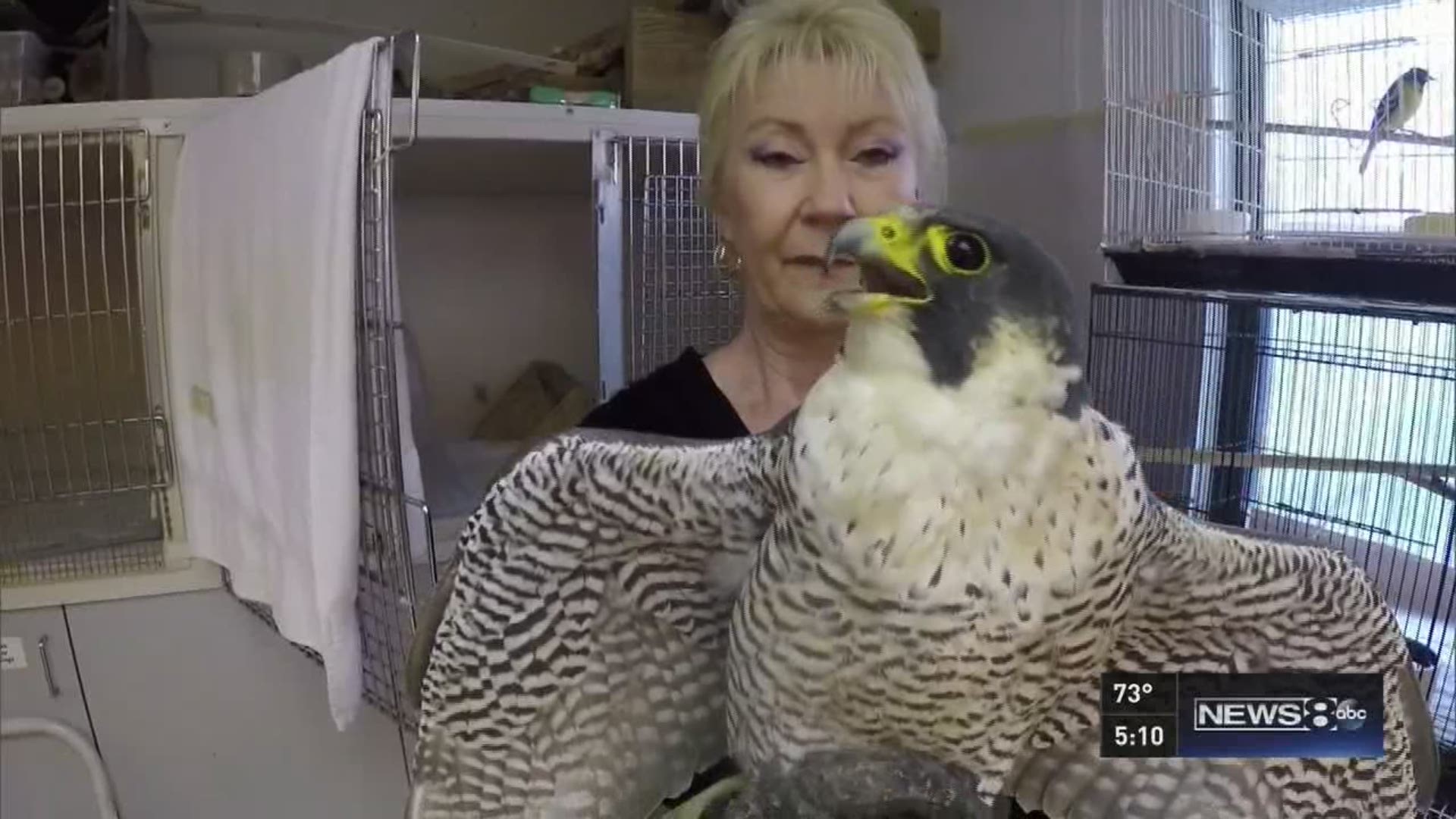 Storm strands famous Canadian falcon in Texas | wfaa.com
