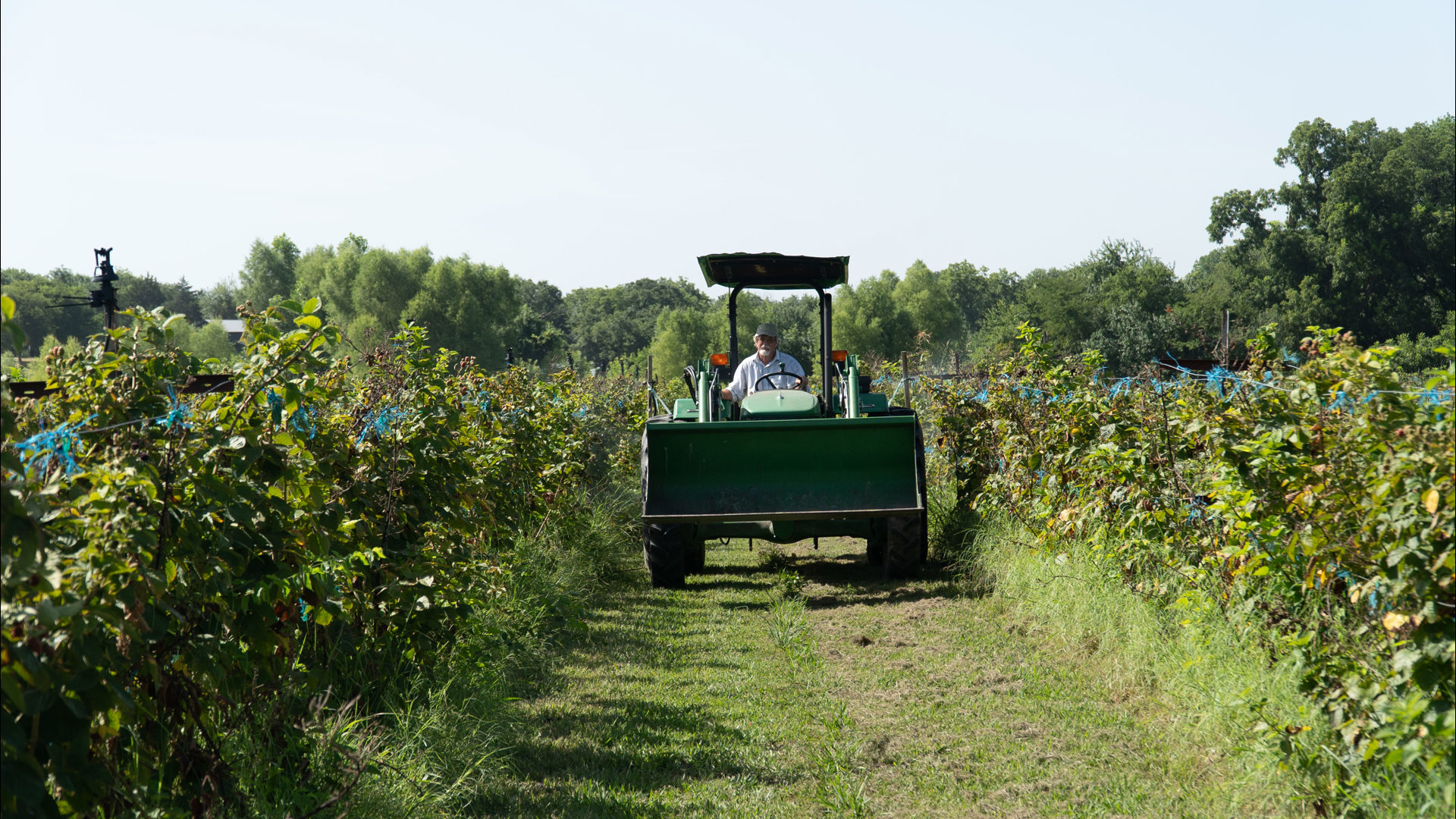 Agritourism grows in North Texas with pick-your-own-produce farms ...
