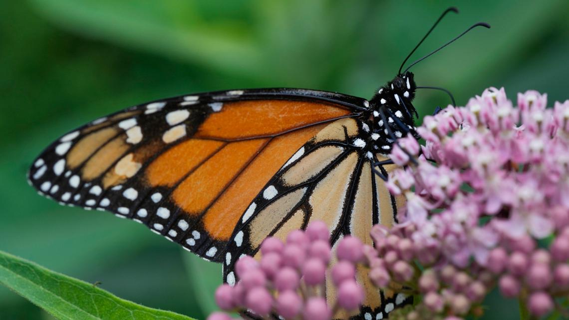 Monarch butterfly fall migration through Texas | How to help | wfaa.com