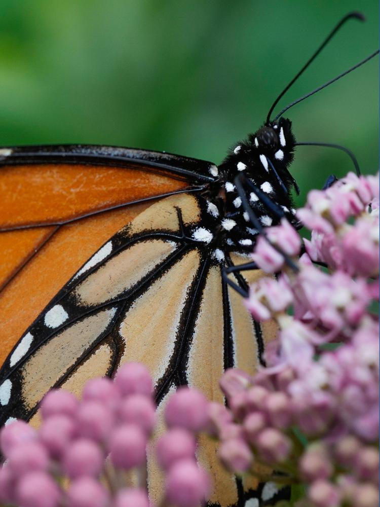 Monarch butterfly fall migration through Texas | How to help | wfaa.com