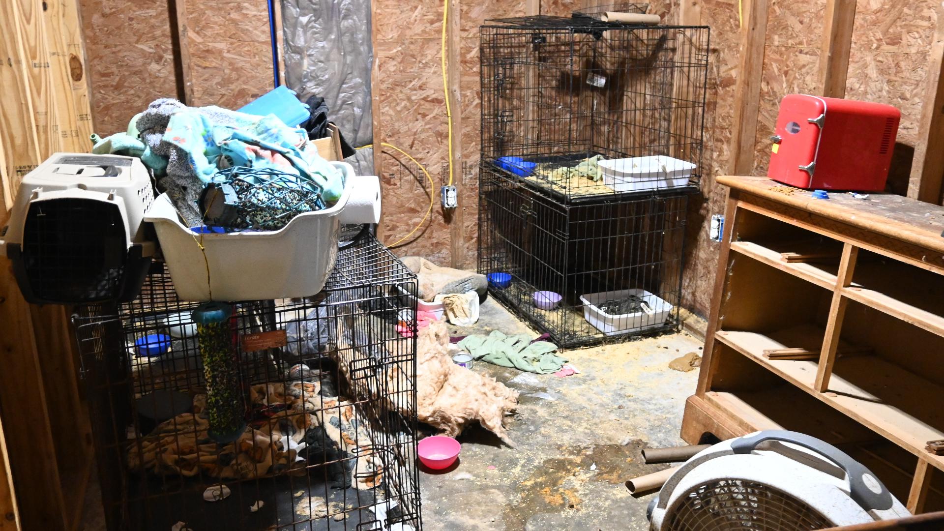 Texas: SPCA of North Texas rescues 66 allegedly neglected animals ...
