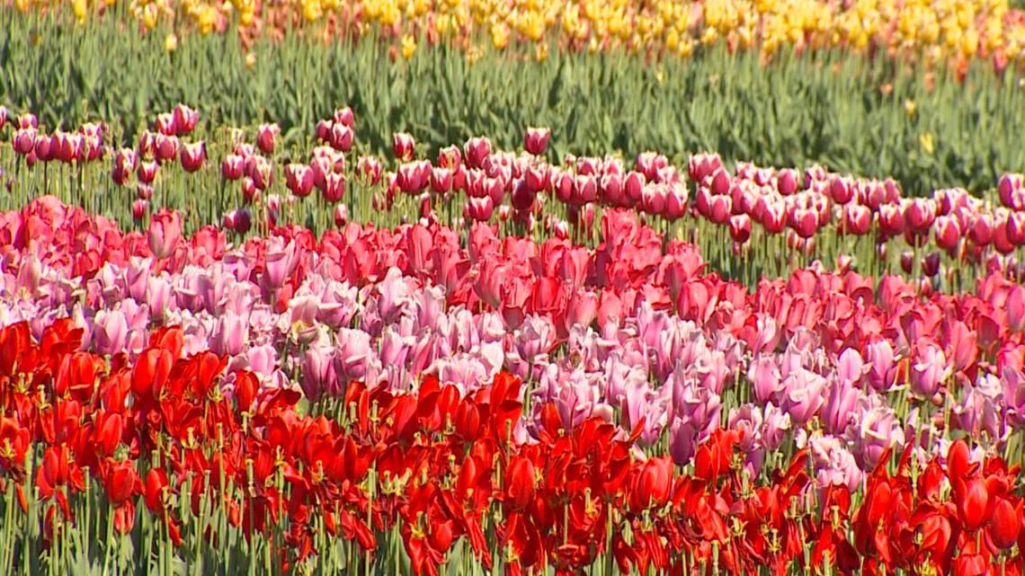 Tulips, bluebonnets arrive early this Spring in North Texas | wfaa.com