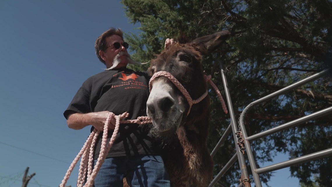 'Band of Burros' | Rescuing wild and neglected donkeys in Texas so they can help rescue someone ...