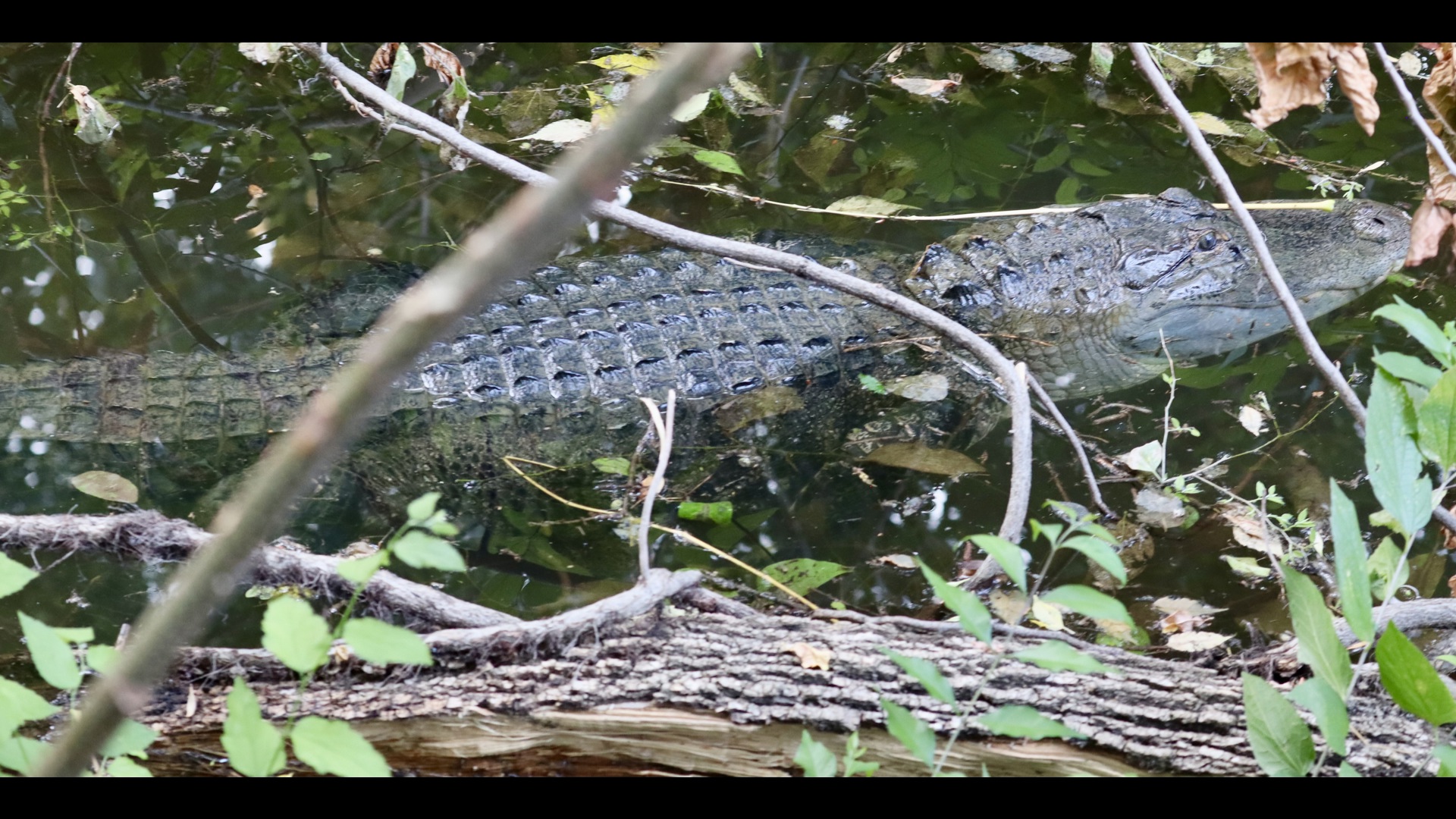 Alligator living near Denton Creek in North Texas | wfaa.com