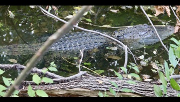 Alligator living near Denton Creek in North Texas | wfaa.com