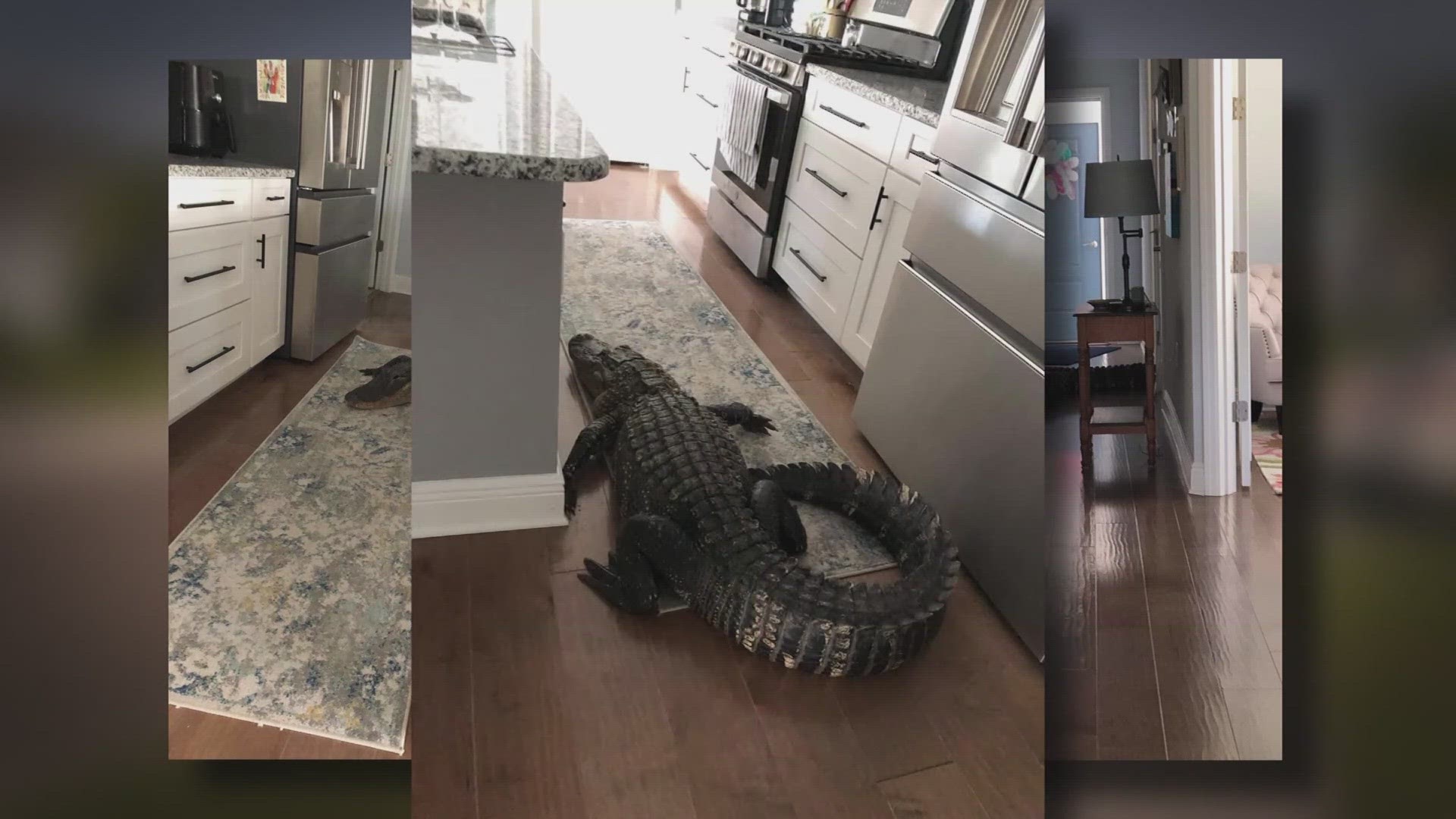 8-foot alligator found inside Venice woman's home | wfaa.com