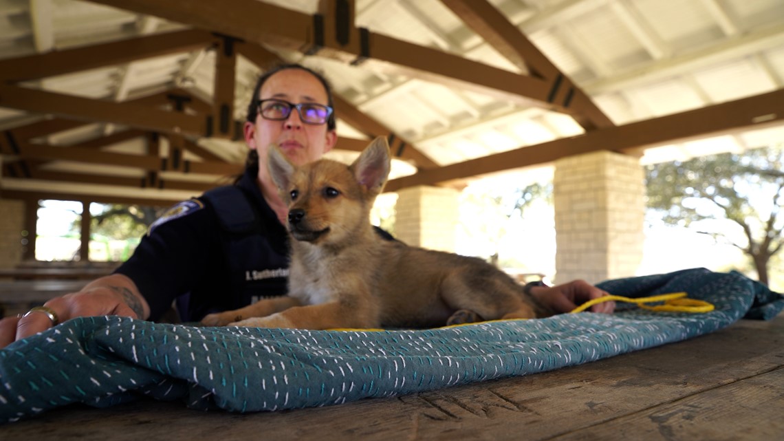 Dallas dog or coyote? Toast the pup leaves questions | wfaa.com