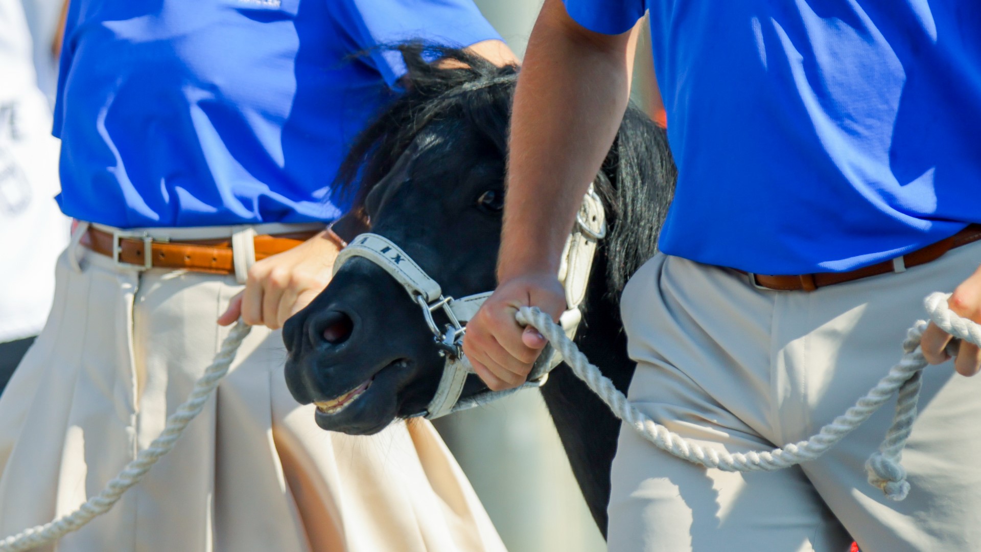 SMU football's pony mascot poops on the field | wfaa.com