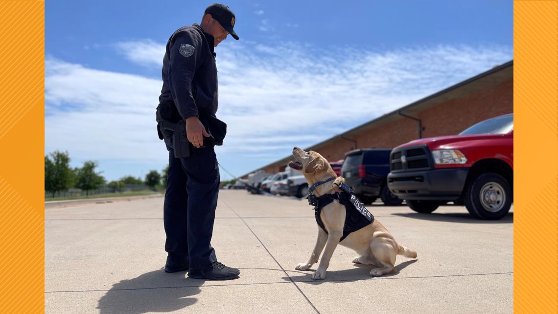 Fort Worth Fire Department's arson and bomb unit K-9 Buzz | wfaa.com