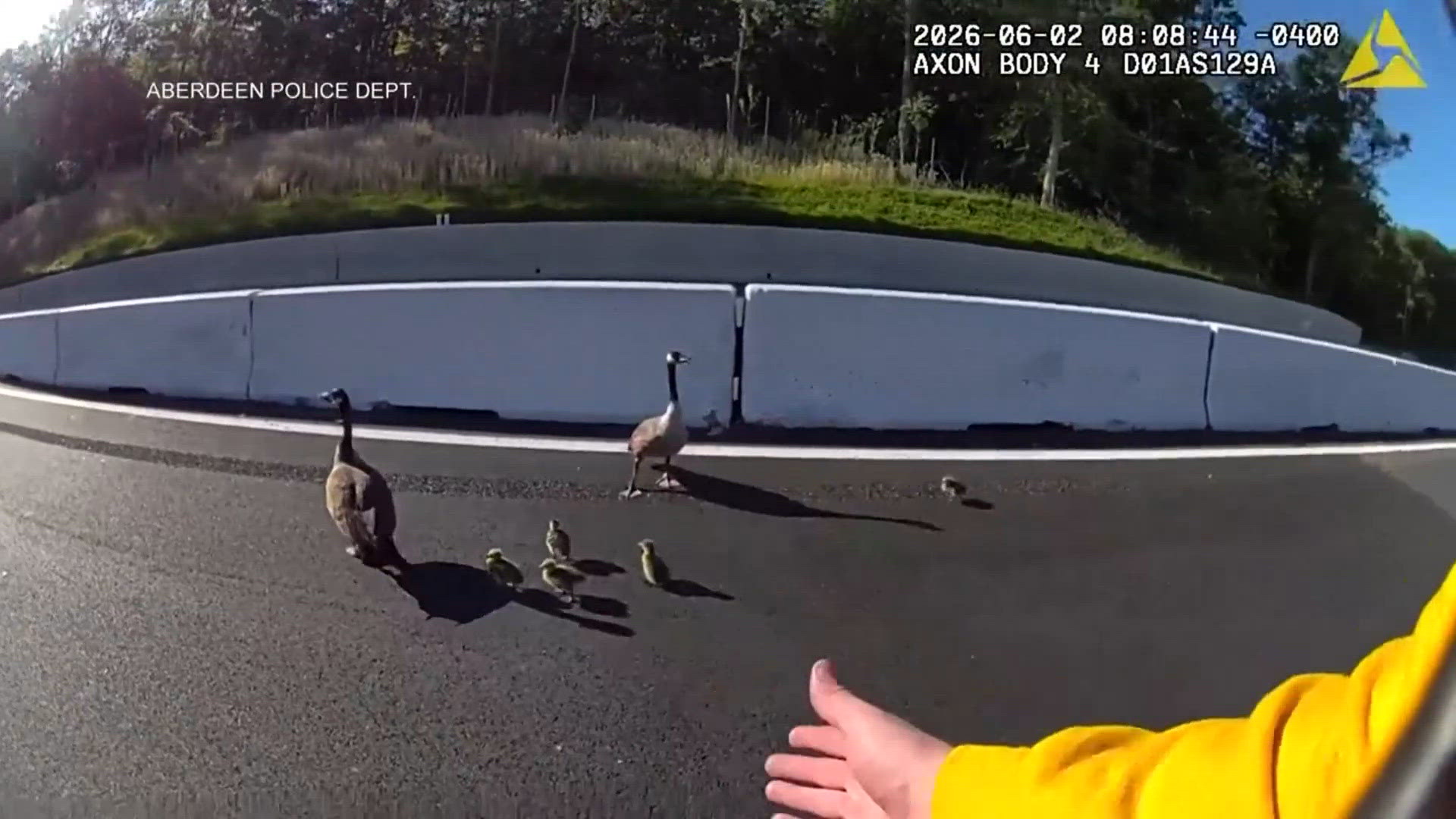 Geese get a police escort on a Maryland interstate | wfaa.com