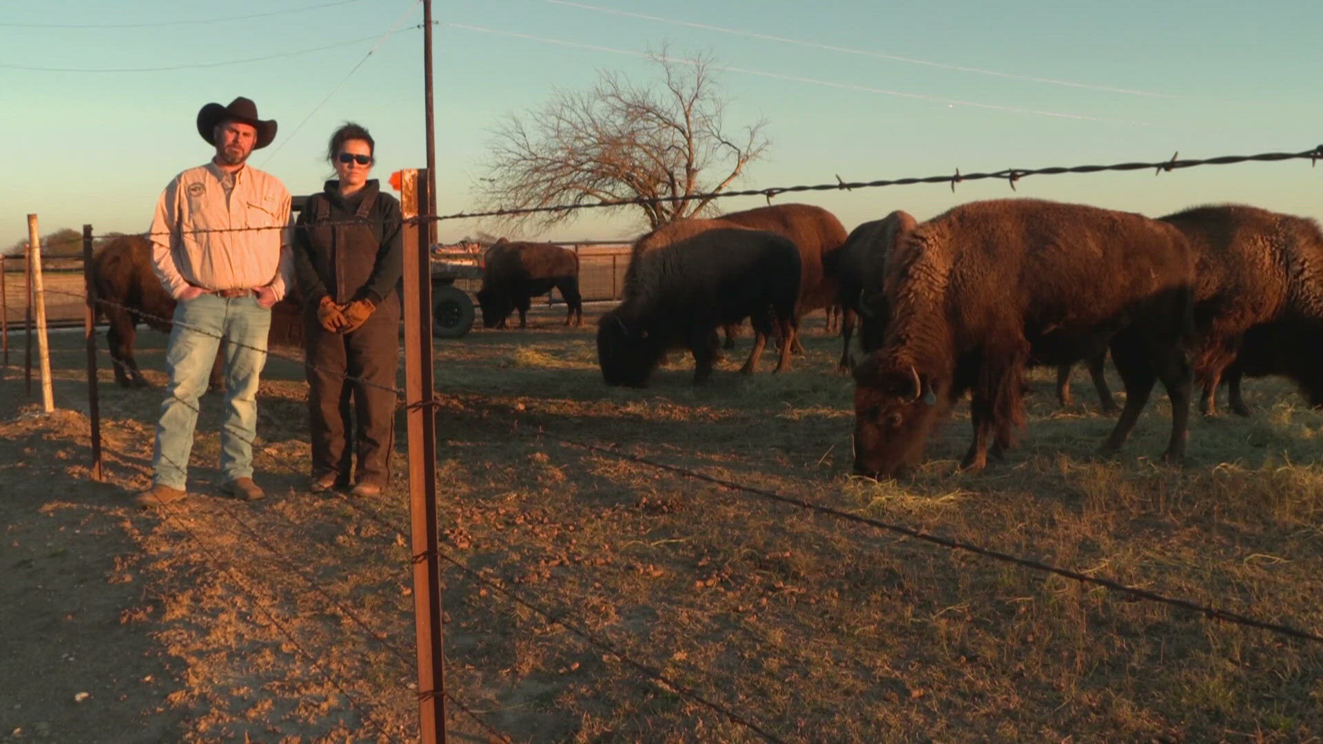 Bison killed, decapitated in Cooke County, officials say | wfaa.com