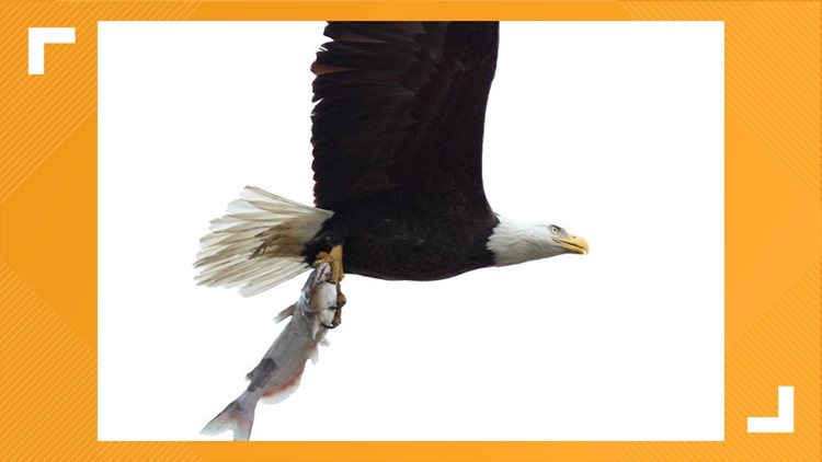 New photos show bald eagles at White Rock thriving | wfaa.com