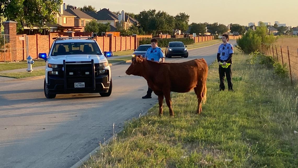 Plano, Texas loose cow: Police wrangle animal, return her home | wfaa.com