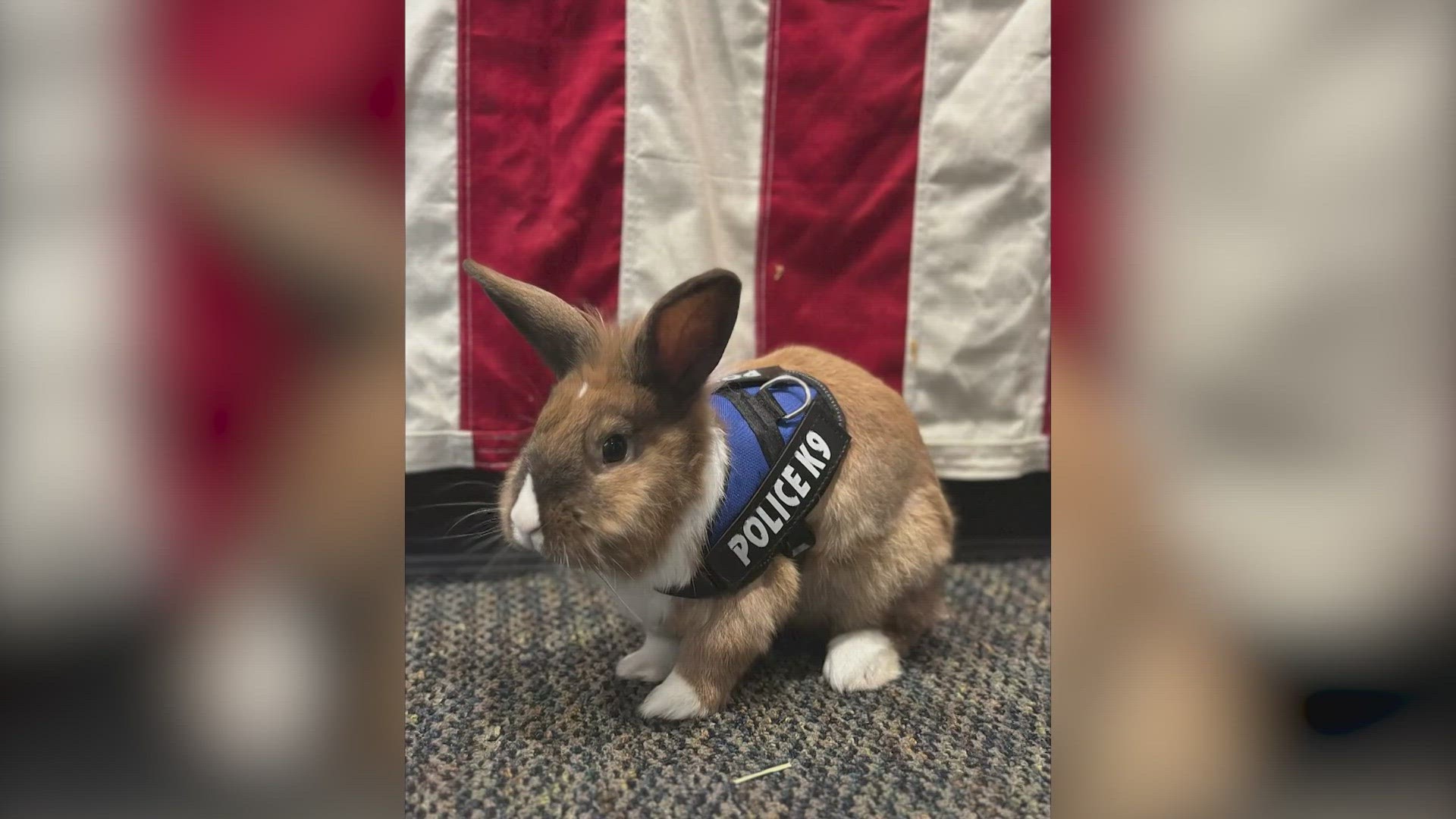 Police bunny joins Yuma City, California police department | wfaa.com