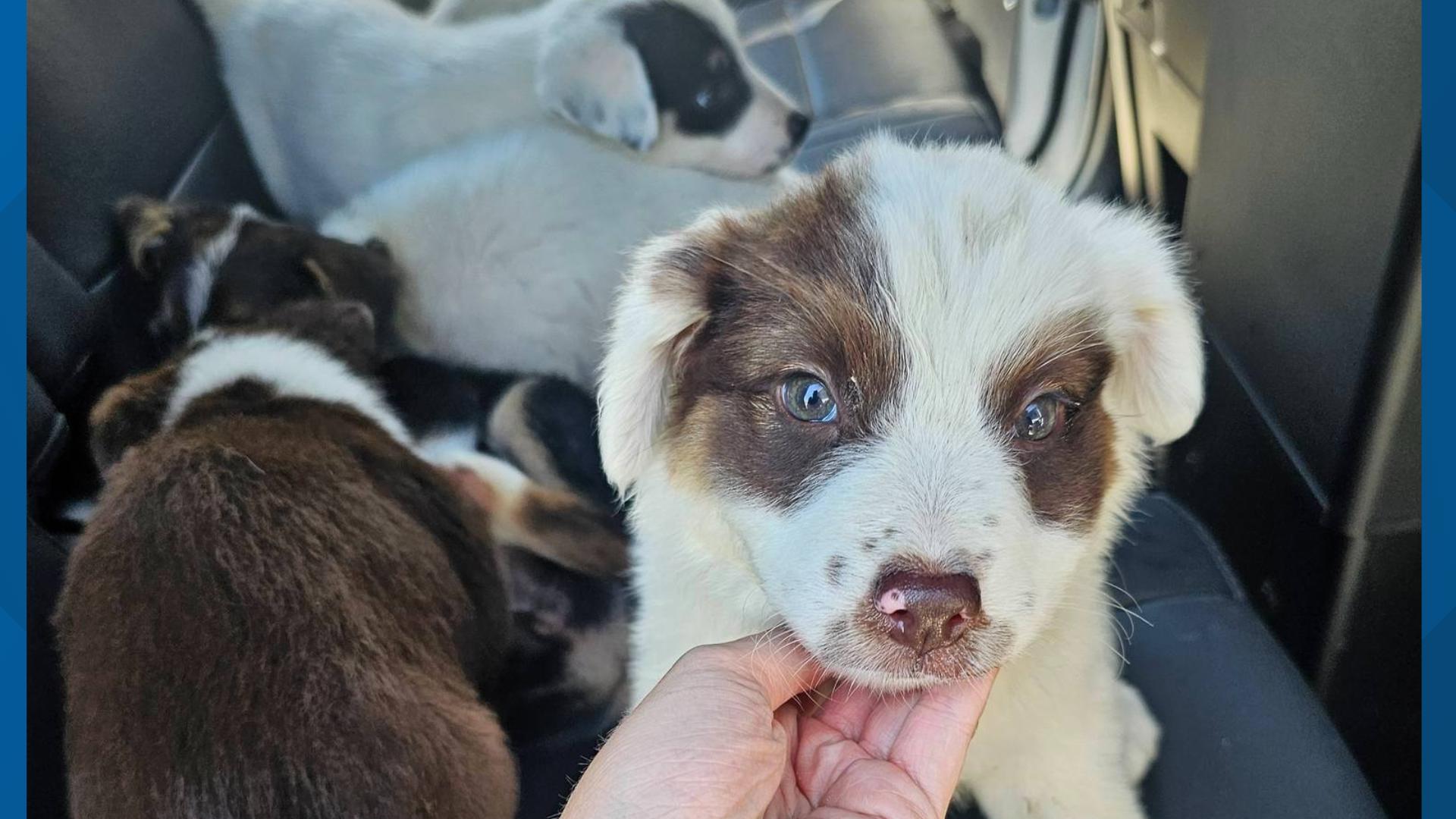 Eight puppies abandoned in North Texas field rescued and adopted | wfaa.com