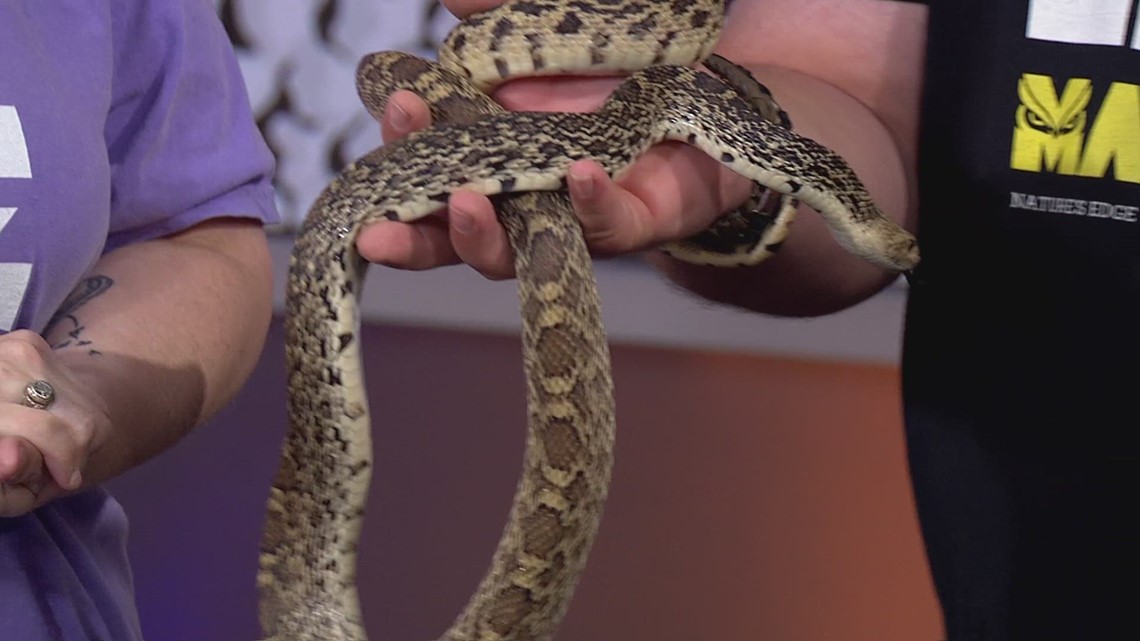 It's warming up ... so you know what that means, Texas: Snake season ...