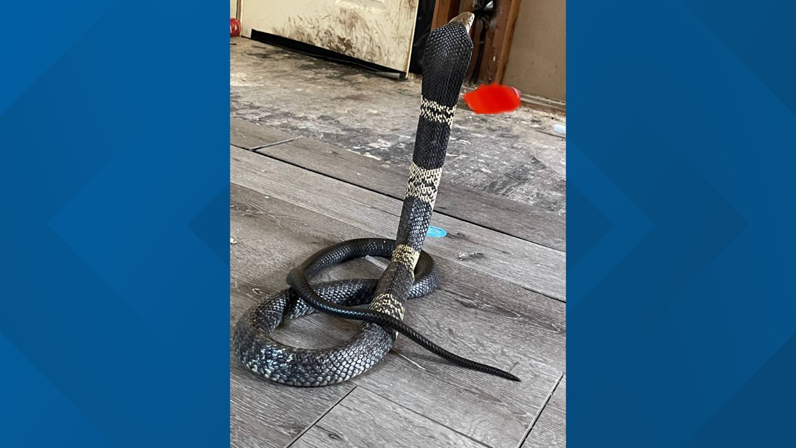 West African Banded Cobra on the loose in Grand Prairie | wfaa.com