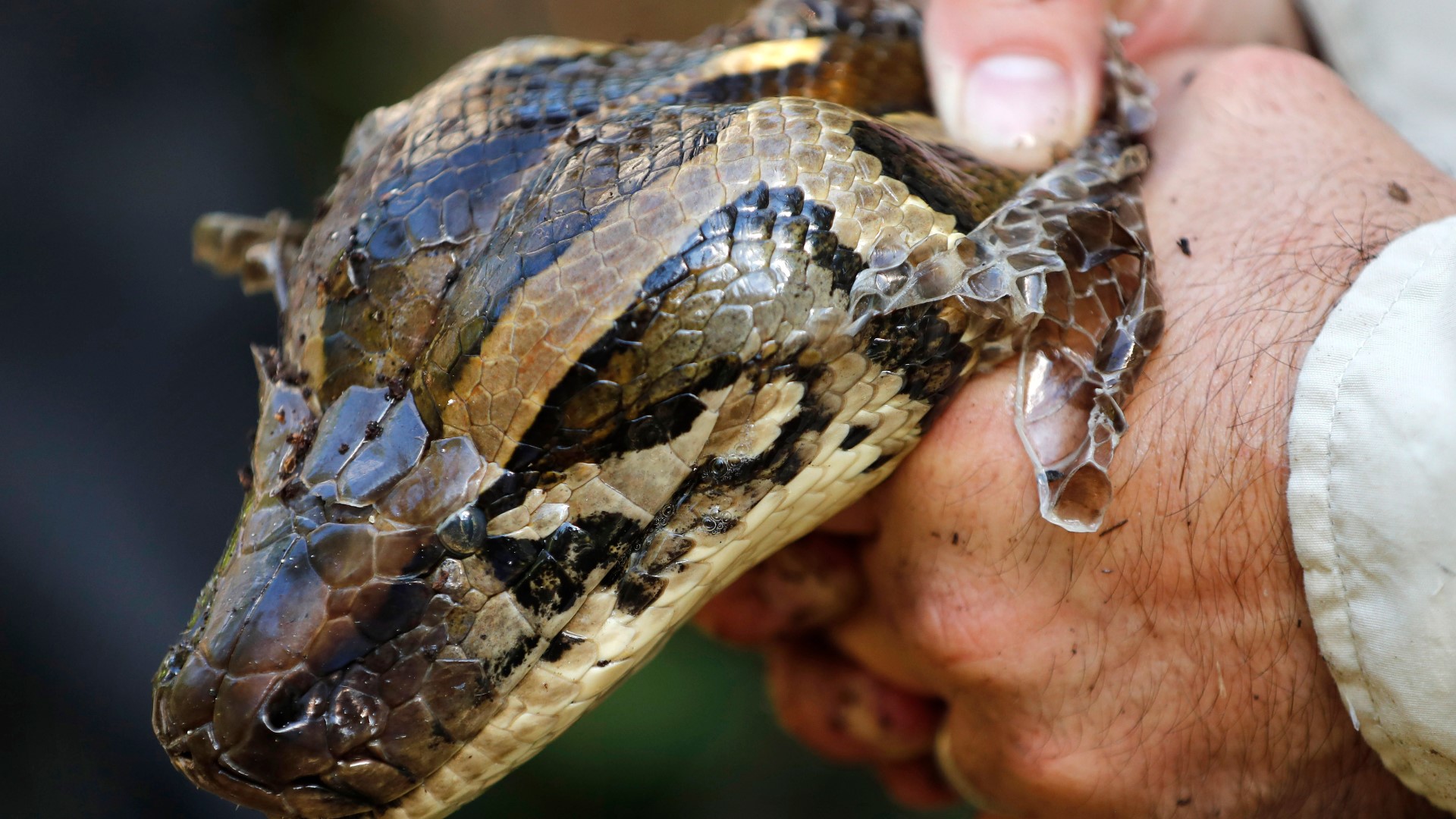 Photos: Trying to save the Everglades | wfaa.com