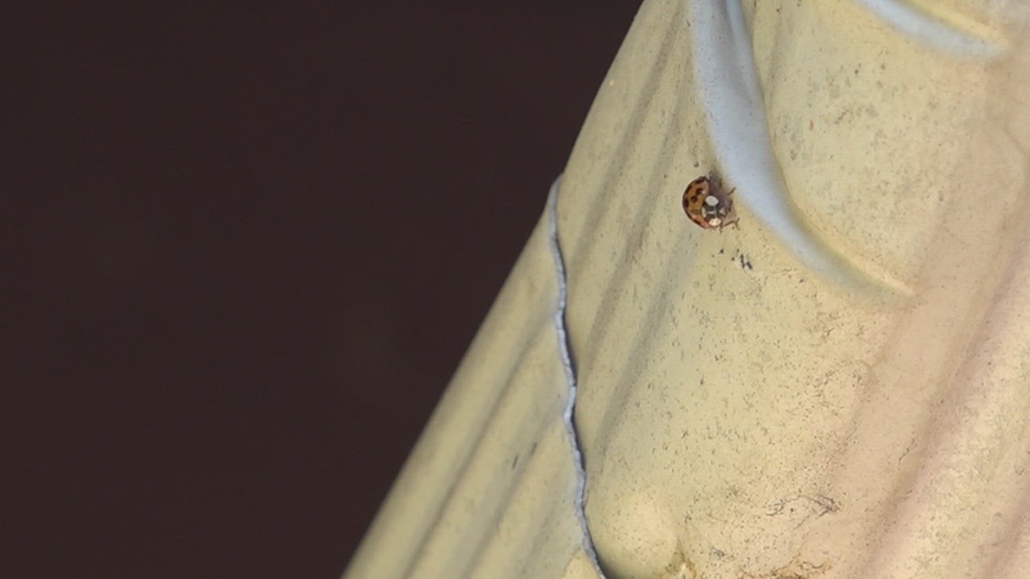 Asian Lady Beetles: Here's what to know about these fake ladybugs ...