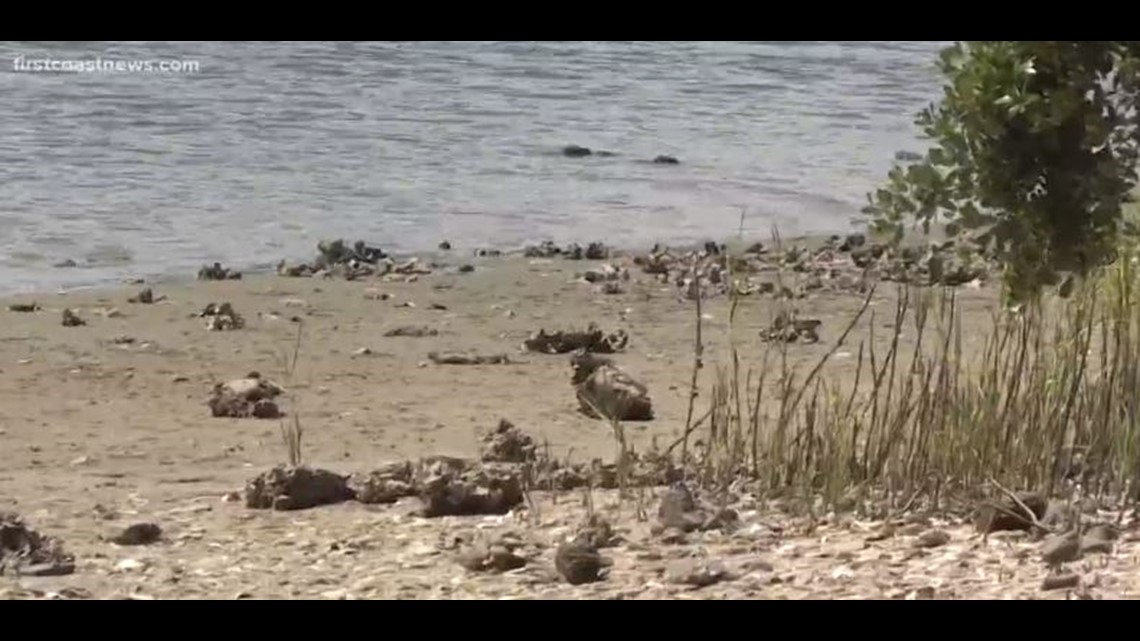 Could Fish Island become a park instead of a development? | wfaa.com