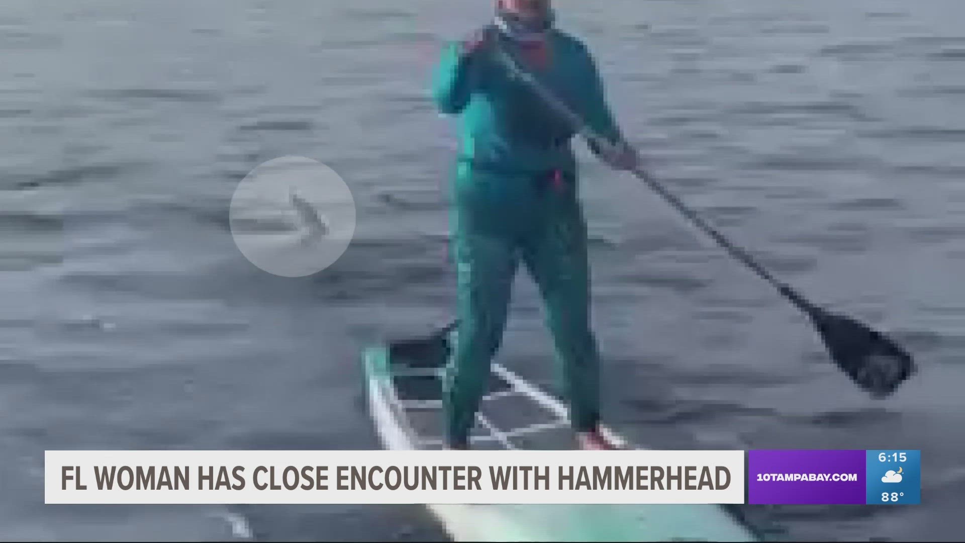 Woman has close encounter with hammerhead shark near Florida | wfaa.com