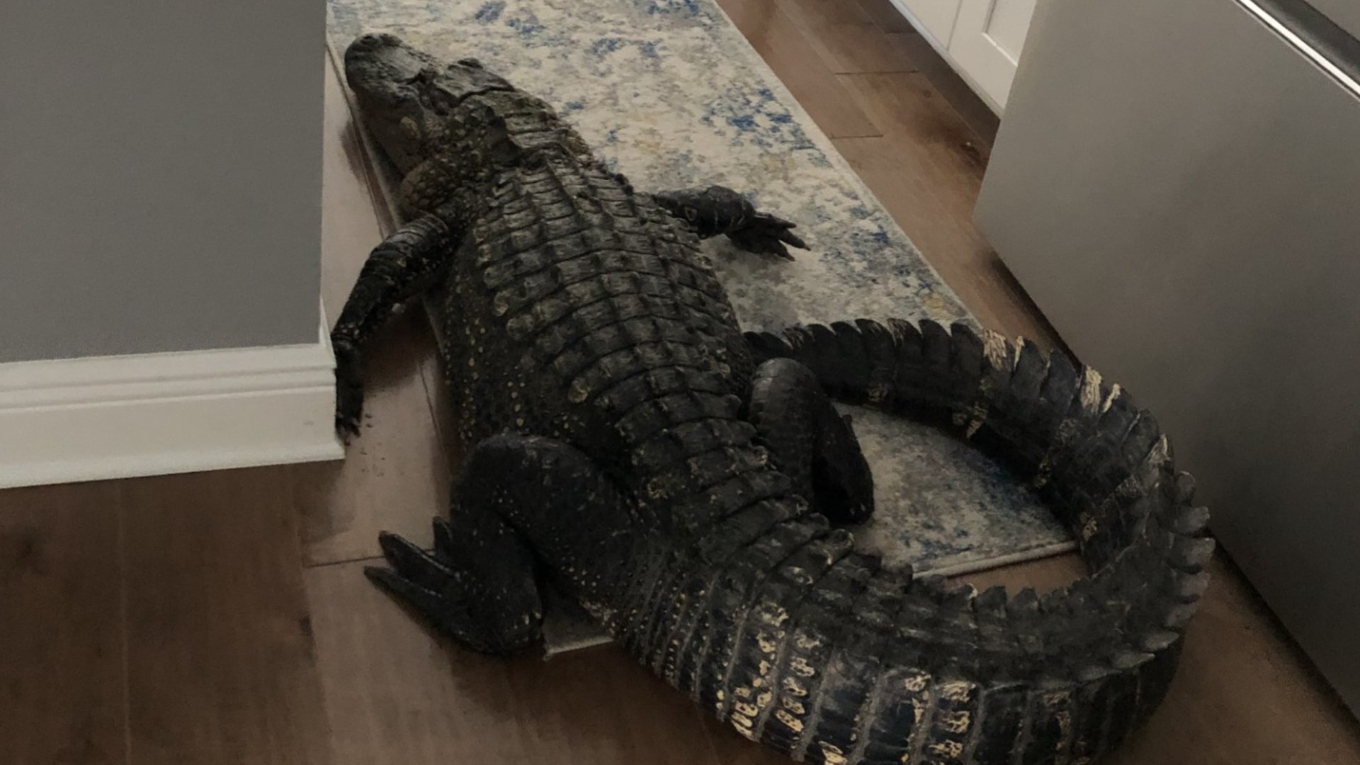 8-foot alligator found inside Venice woman's home | wfaa.com