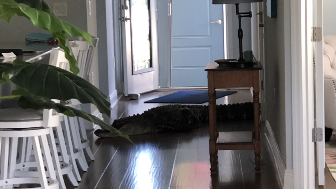 8-foot alligator found inside Venice woman's home | wfaa.com