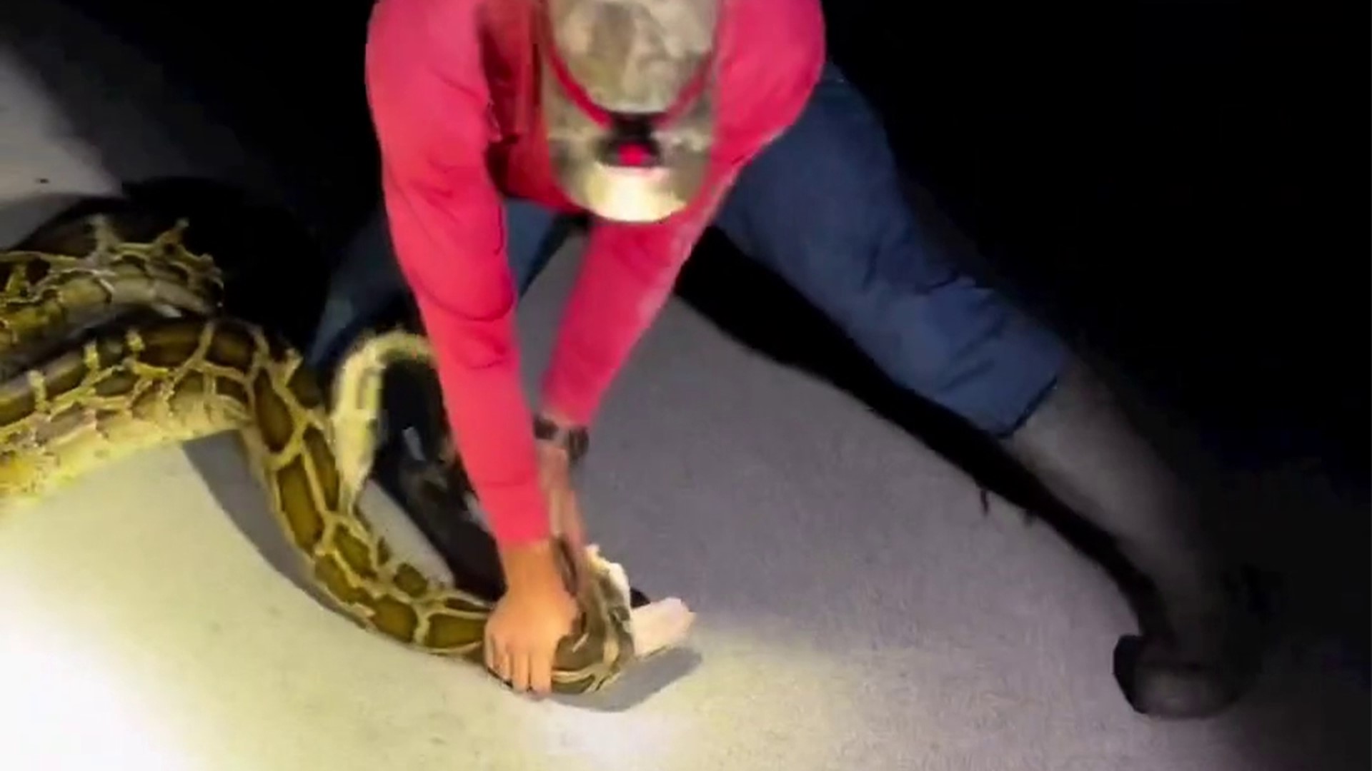 Longest-ever captured python recorded in Southwest Florida | wfaa.com