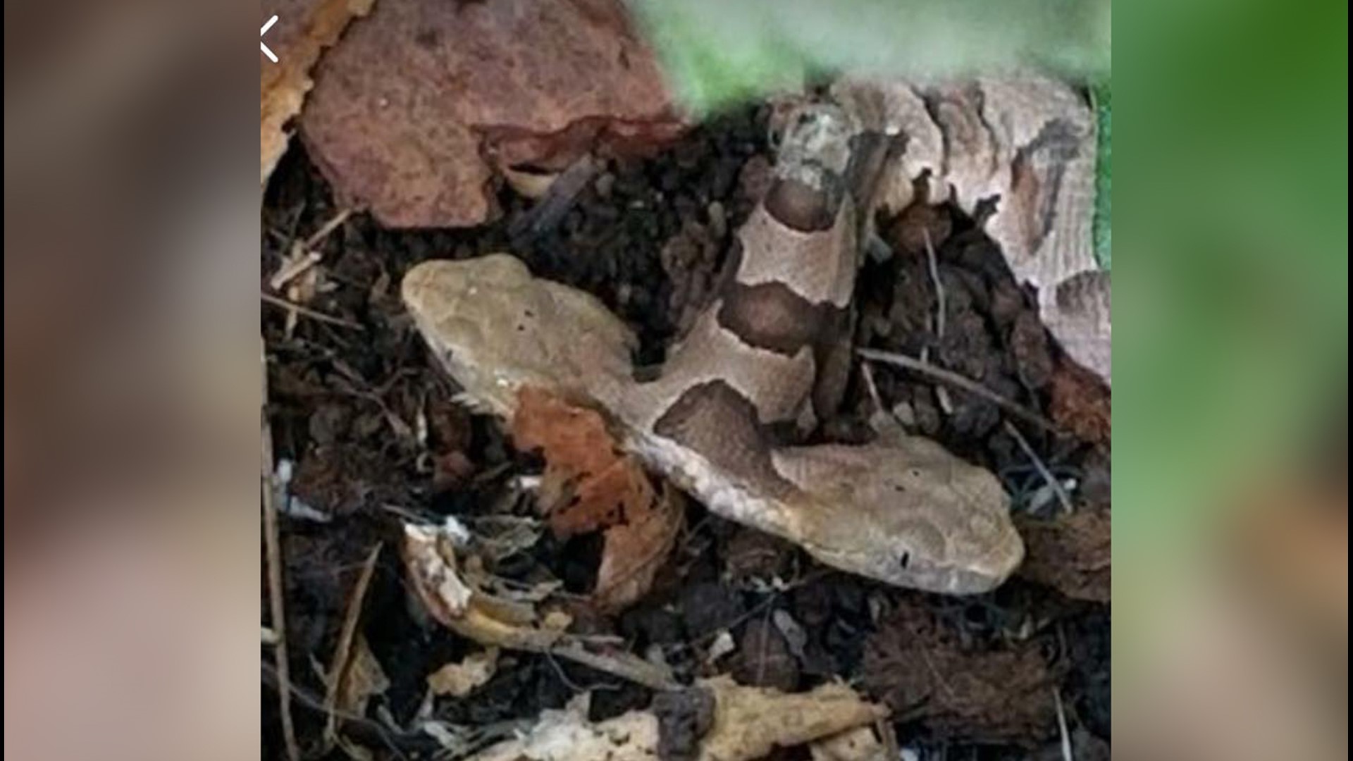 Holy snakes! 'Rare' two-headed copperhead captured in Virginia backyard ...