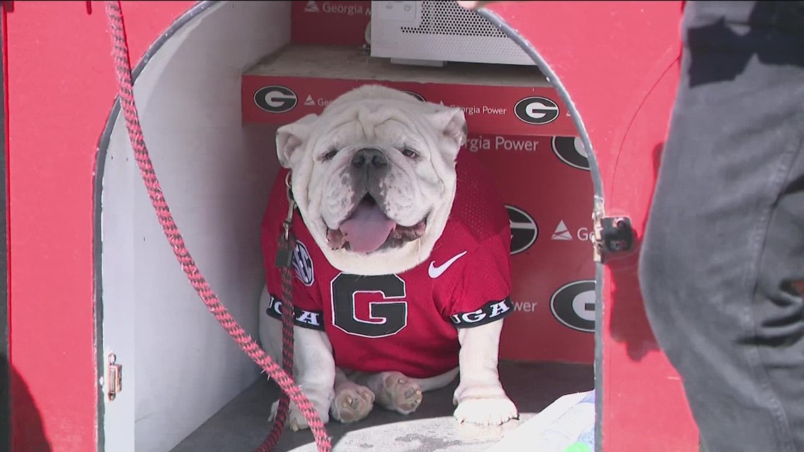 Georgia Bulldogs mascot history | Meet Uga | wfaa.com